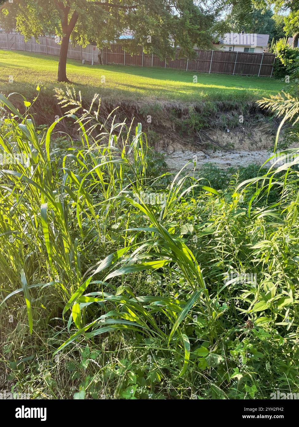 Johnson grass (Sorghum halepense Stock Photo - Alamy