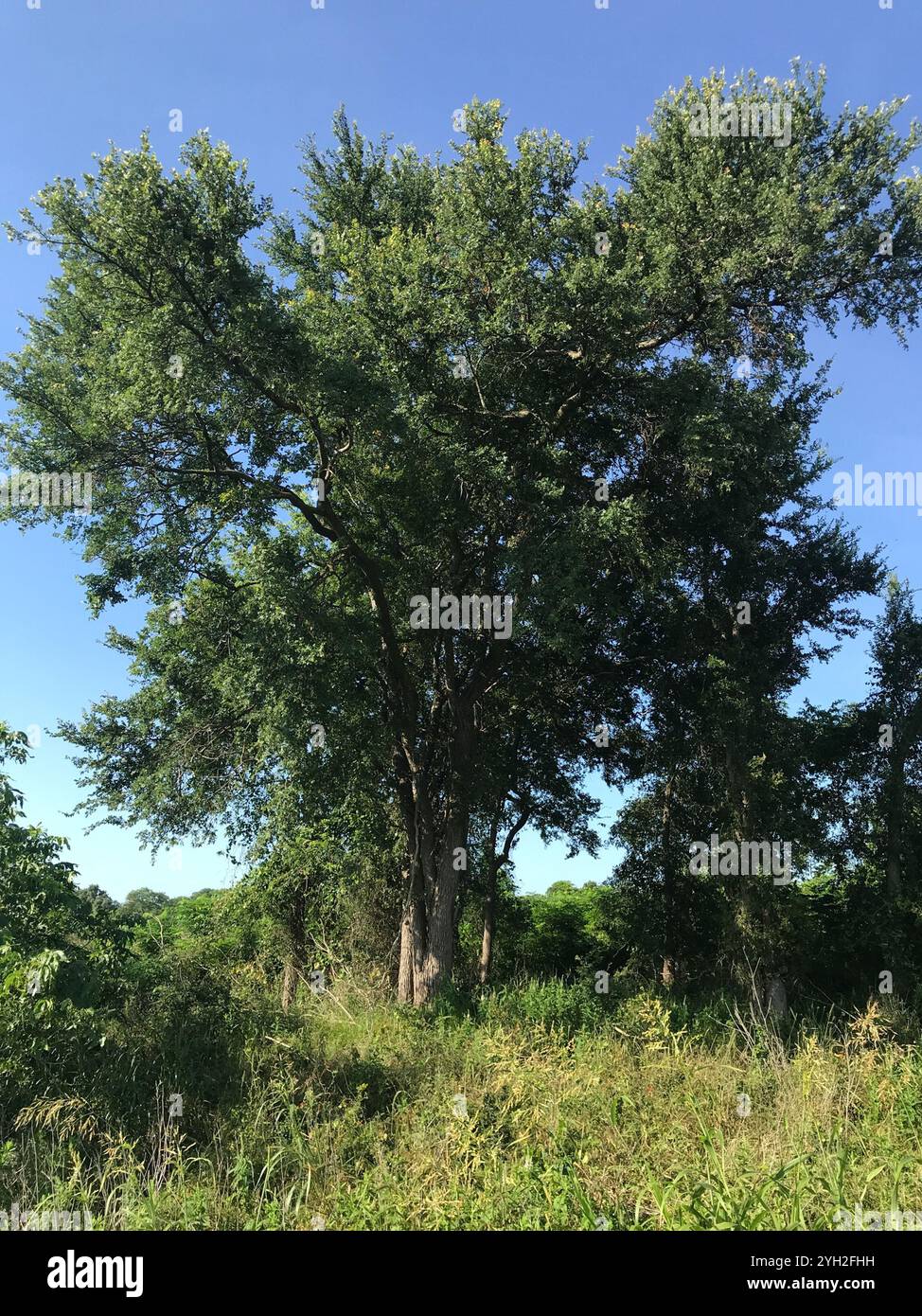 Cedar Elm (Ulmus crassifolia Stock Photo - Alamy