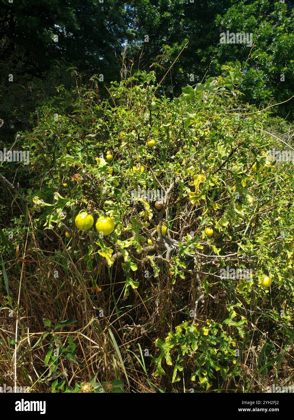 Yellow Bitter-apple (Solanum linnaeanum Stock Photo - Alamy