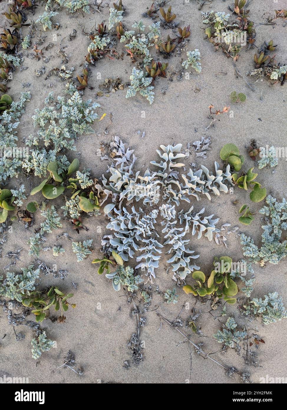 Surf Thistle (Cirsium rhothophilum Stock Photo - Alamy