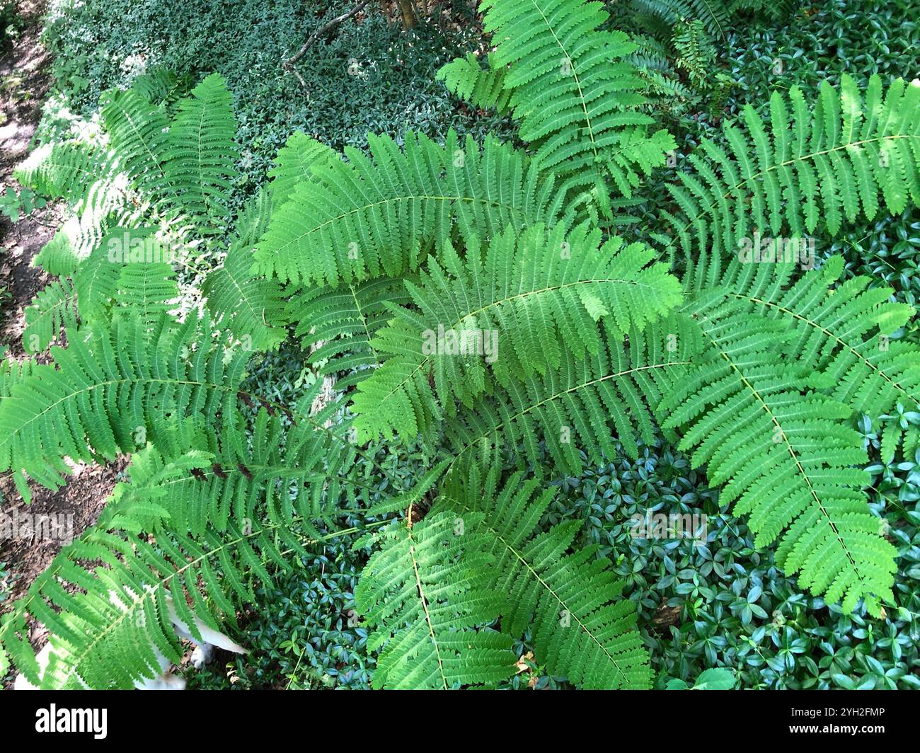 Interrupted fern hi-res stock photography and images - Alamy