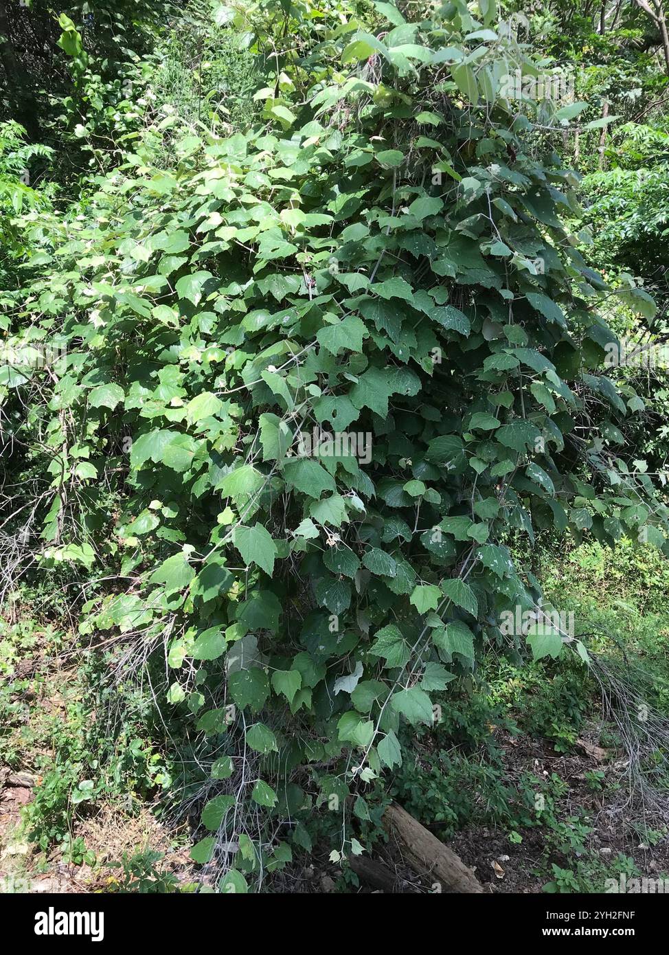 Vitis mustangensis hi-res stock photography and images - Alamy