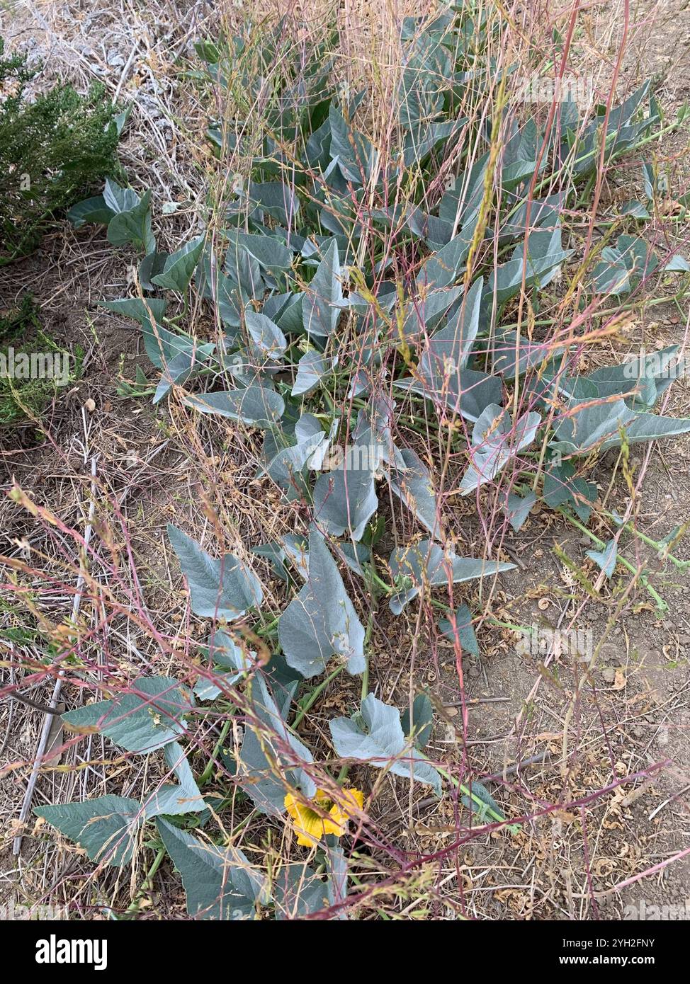 Buffalo Gourd (Cucurbita foetidissima Stock Photo - Alamy