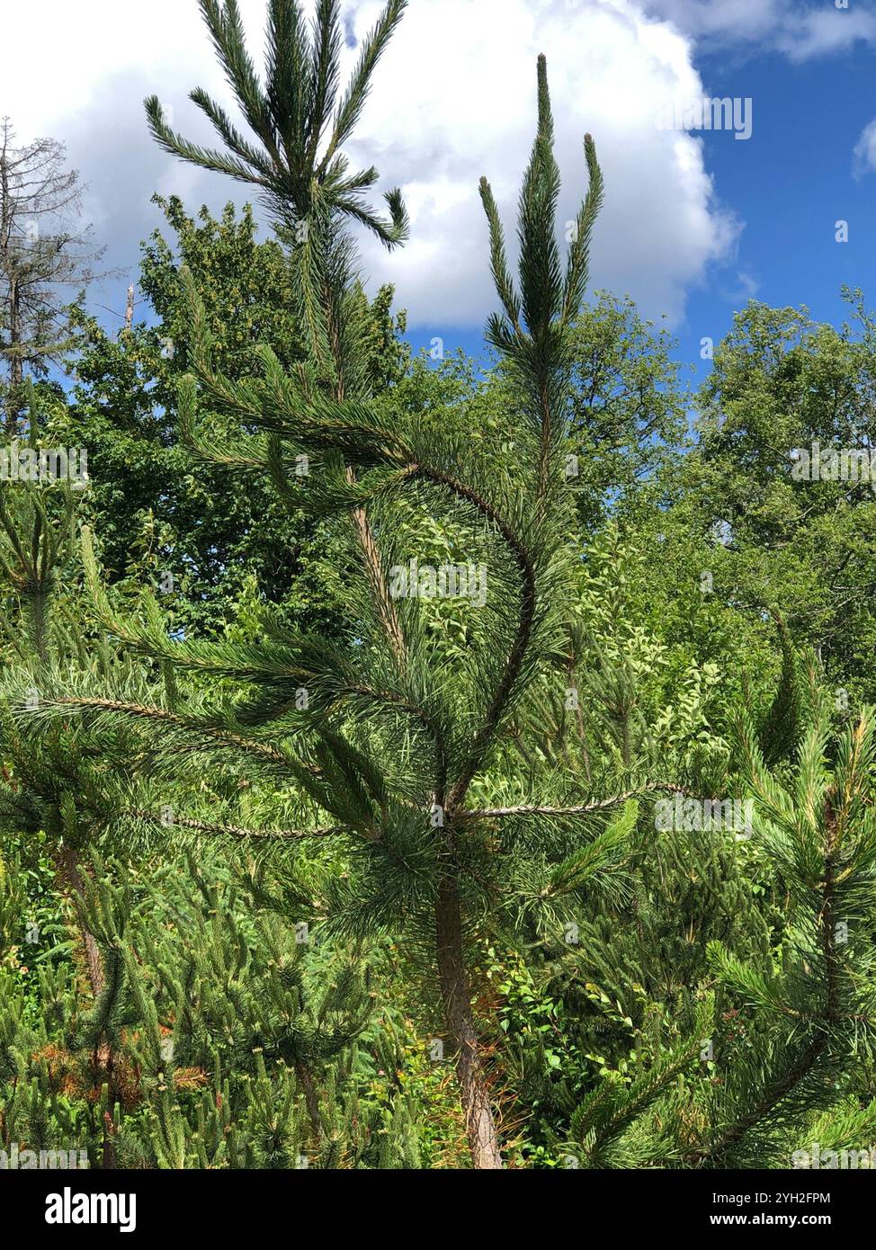 hard pines (Pinus Stock Photo - Alamy