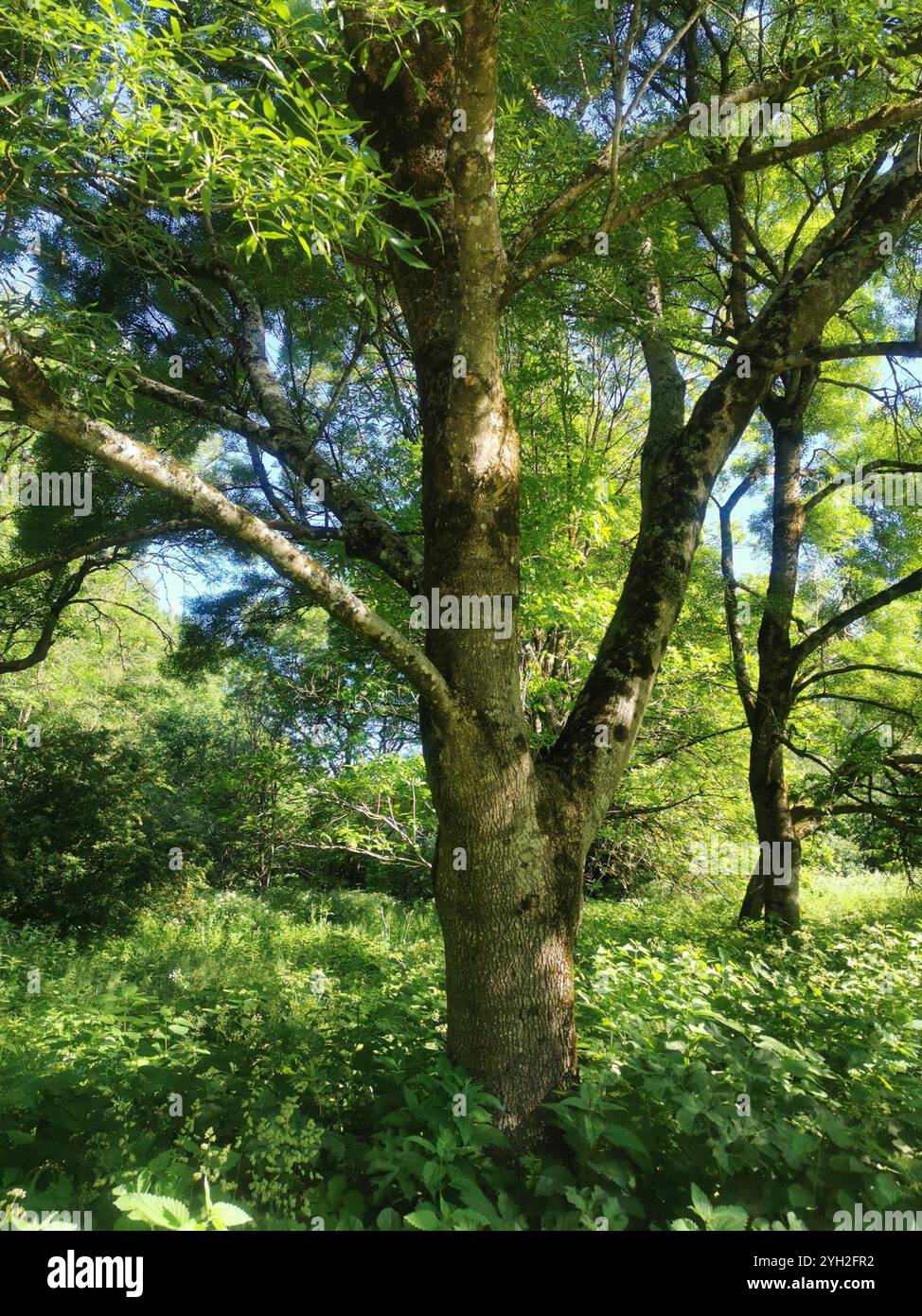 Narrow-leaved Ash (Fraxinus angustifolia Stock Photo - Alamy
