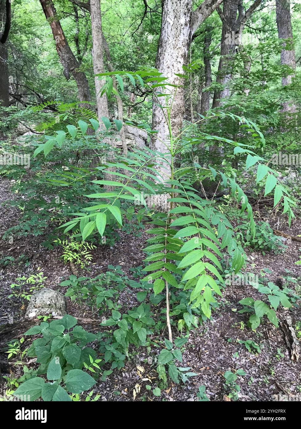 tree-of-heaven (Ailanthus altissima Stock Photo - Alamy