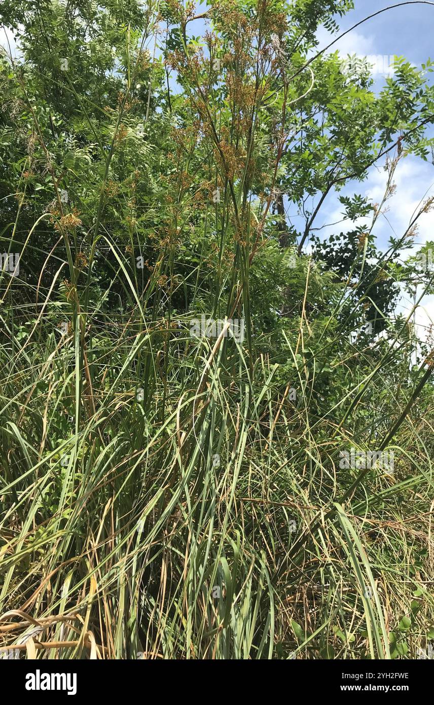 Swamp Sawgrass (Cladium mariscus Stock Photo - Alamy