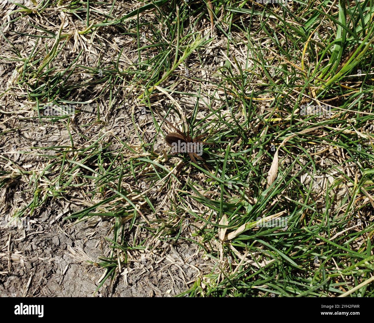 Six-spotted Fishing Spider (Dolomedes triton Stock Photo - Alamy