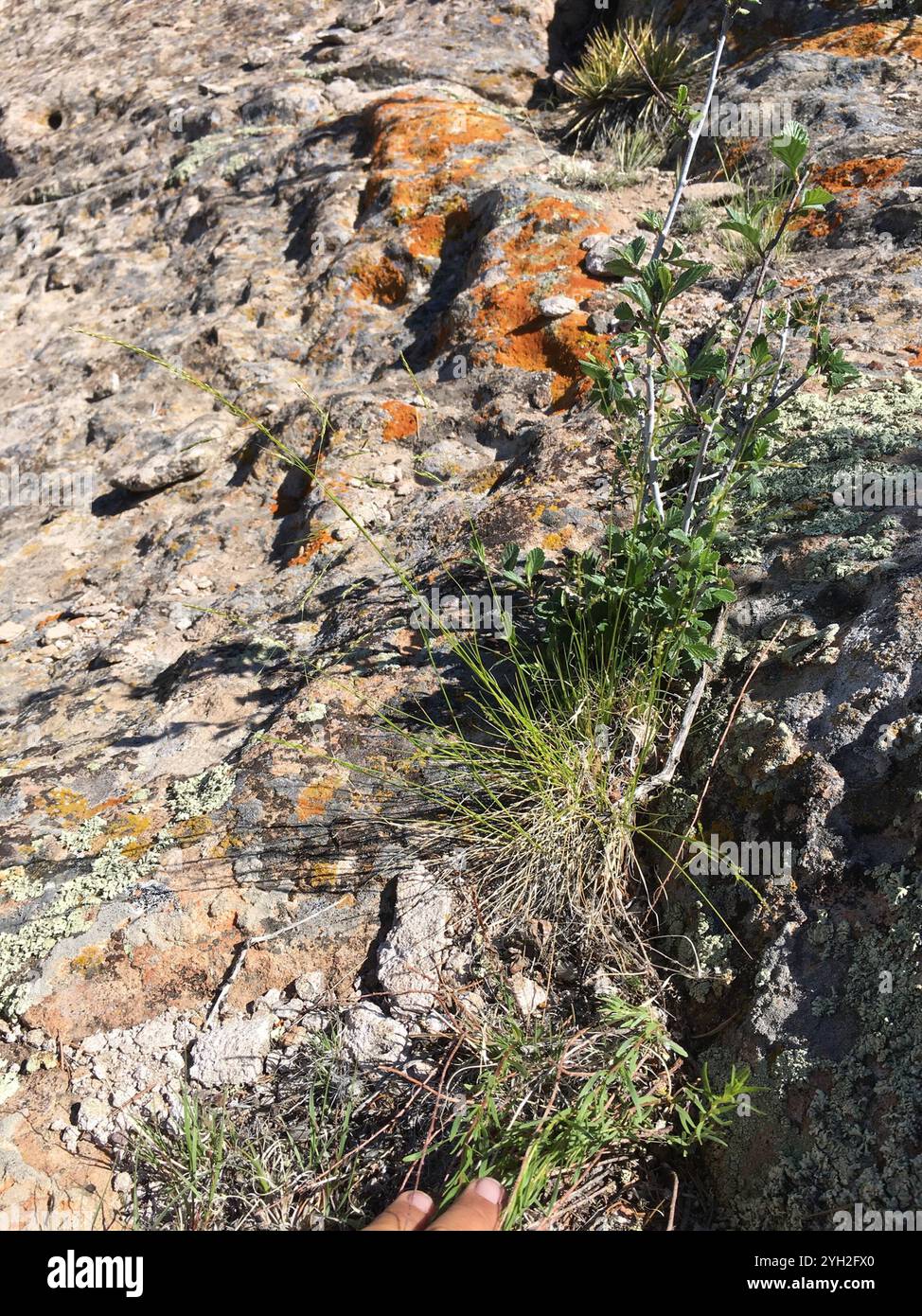 Little Mountain-ricegrass (Piptatheropsis micrantha Stock Photo - Alamy