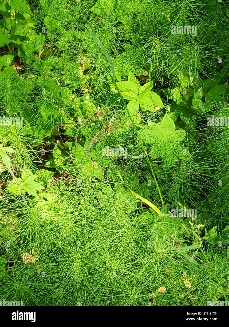 Pucciniaceae hi-res stock photography and images - Alamy