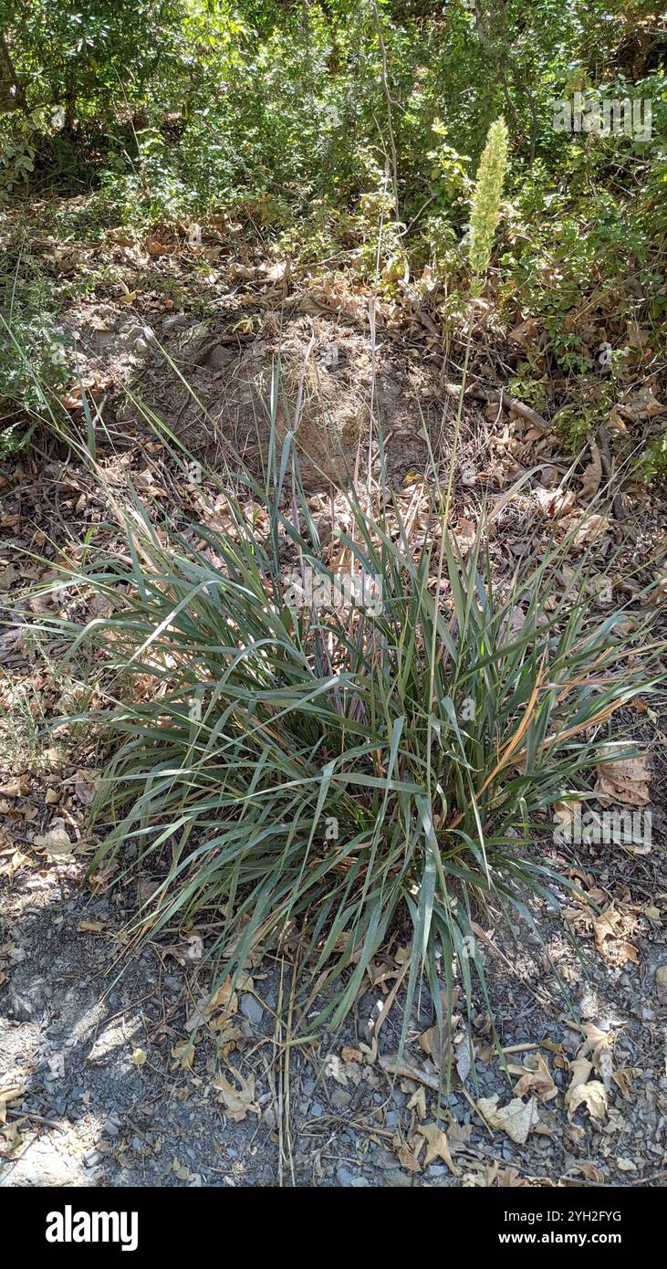 giant wild rye (Leymus condensatus Stock Photo - Alamy