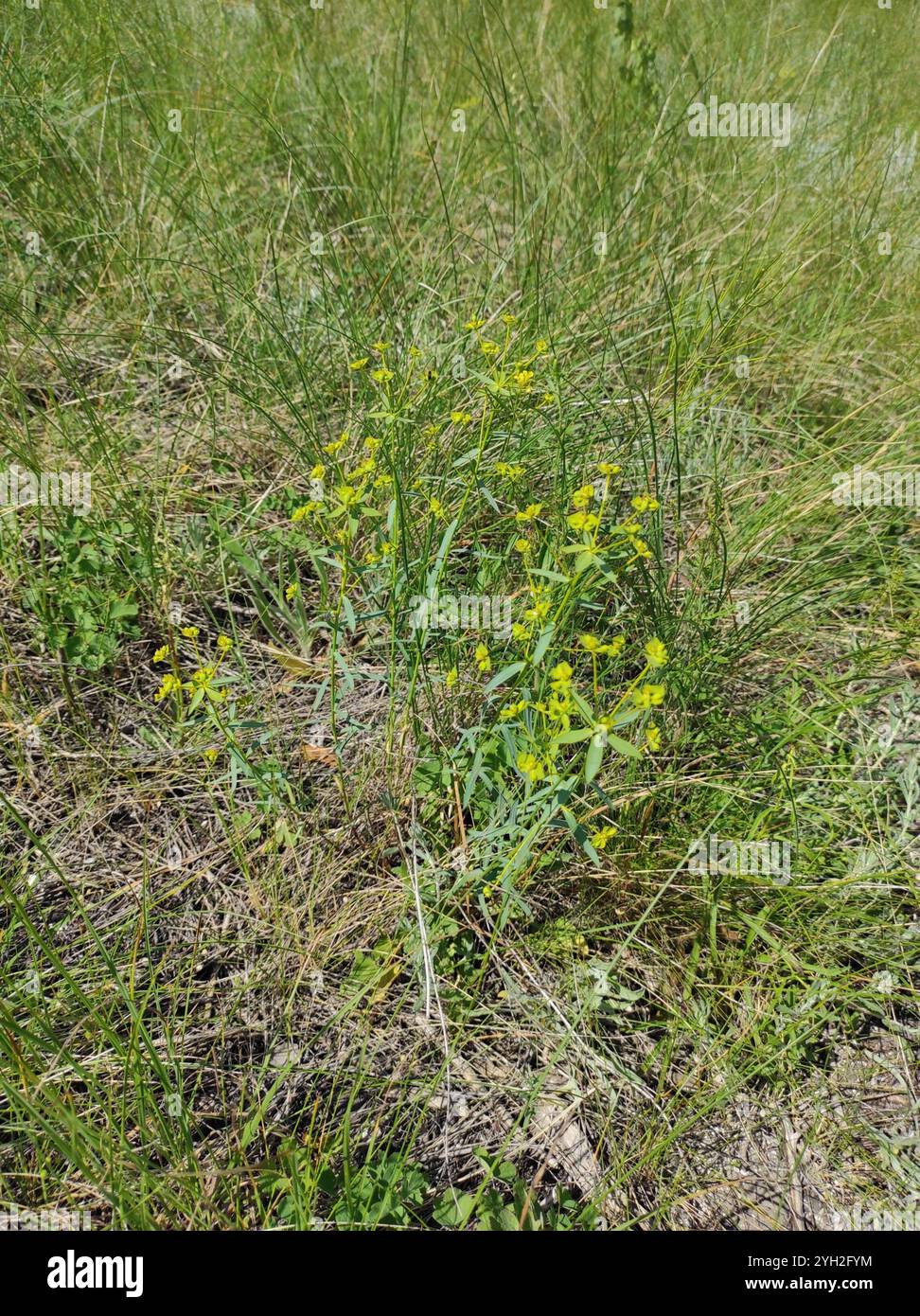 steppe spurge (Euphorbia seguieriana Stock Photo - Alamy