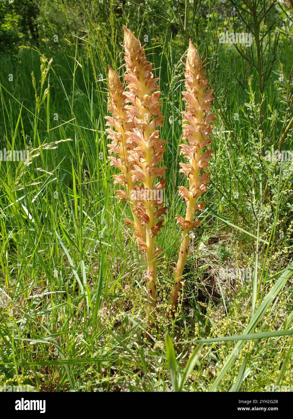 greater broomrape (Orobanche rapum-genistae Stock Photo - Alamy