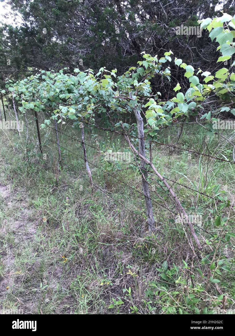 mustang grape (Vitis mustangensis Stock Photo - Alamy