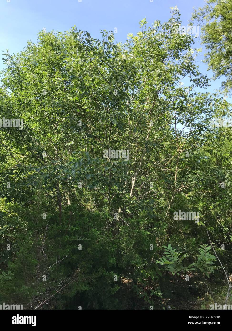 Texas ash (Fraxinus albicans Stock Photo - Alamy
