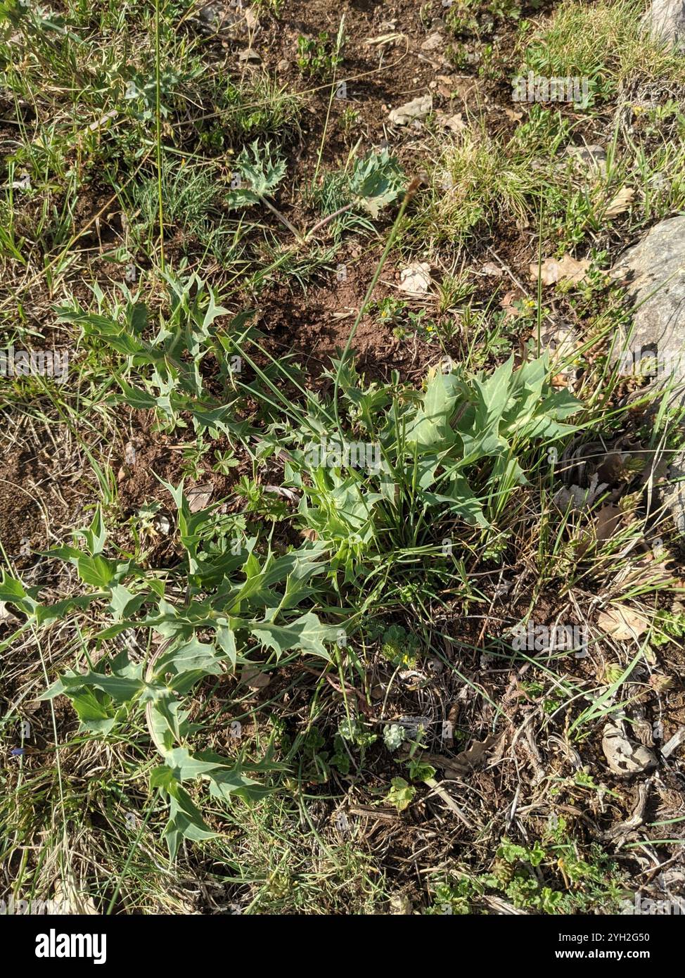 Field Eryngo (Eryngium campestre Stock Photo - Alamy