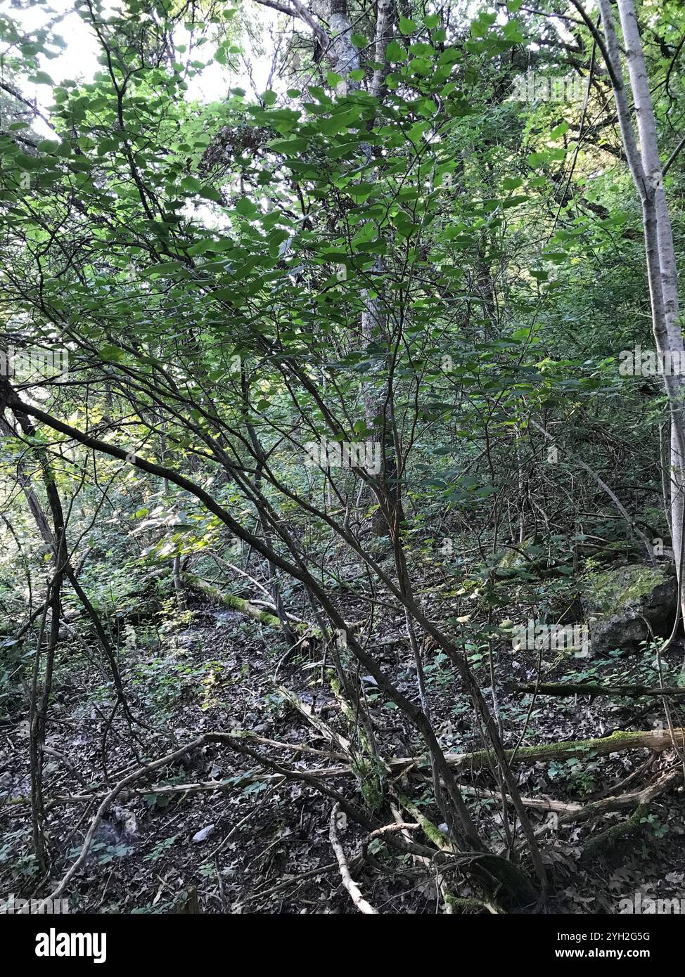 Texas mulberry (Morus microphylla Stock Photo - Alamy