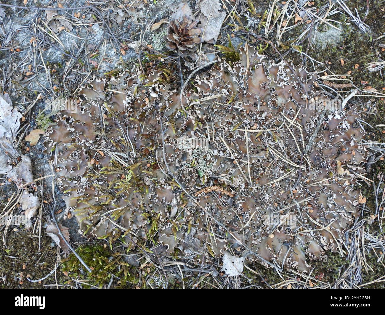 many-fruited pelt lichen (Peltigera polydactylon Stock Photo - Alamy