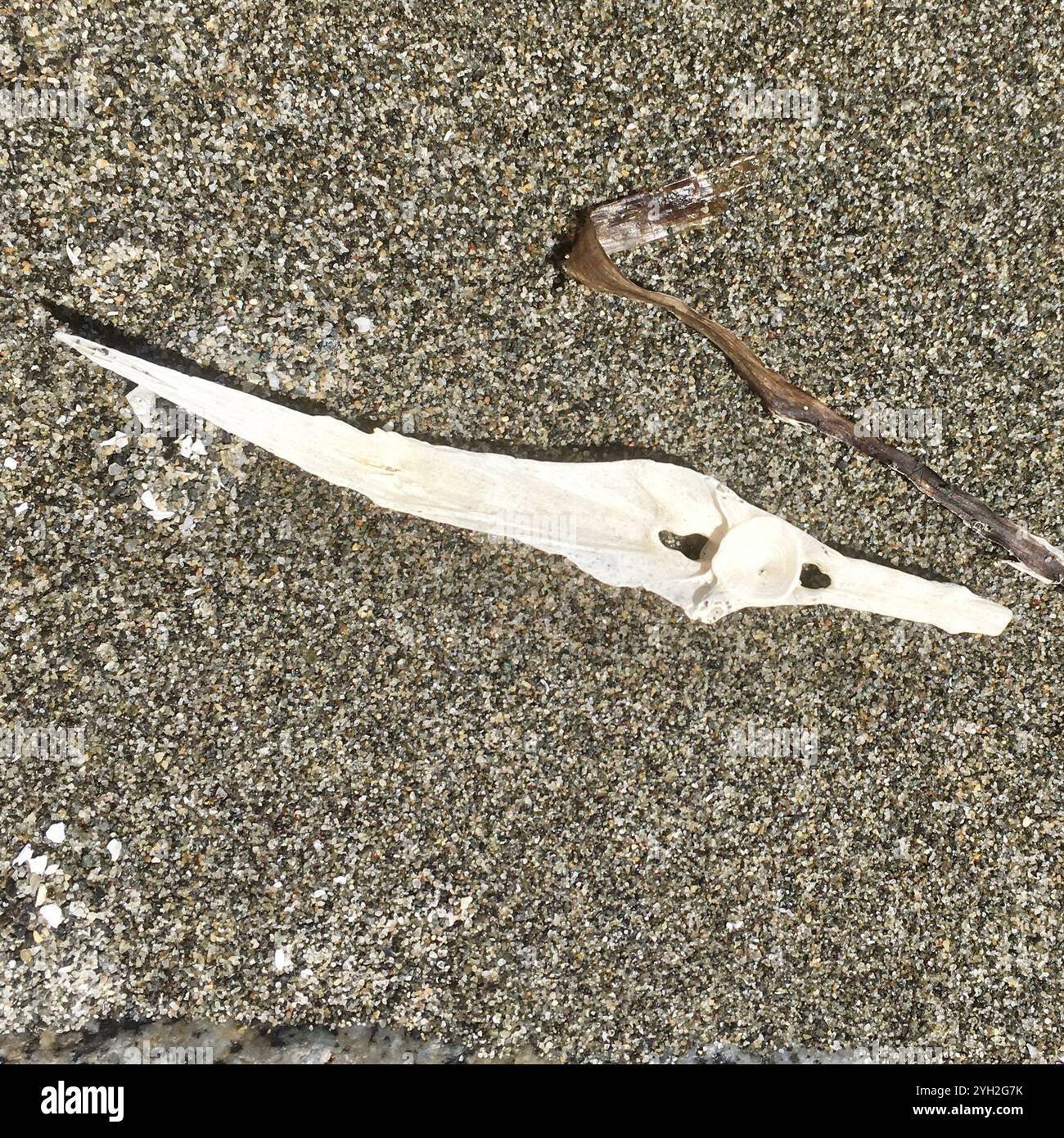 Righteye Flounders (Pleuronectidae Stock Photo - Alamy