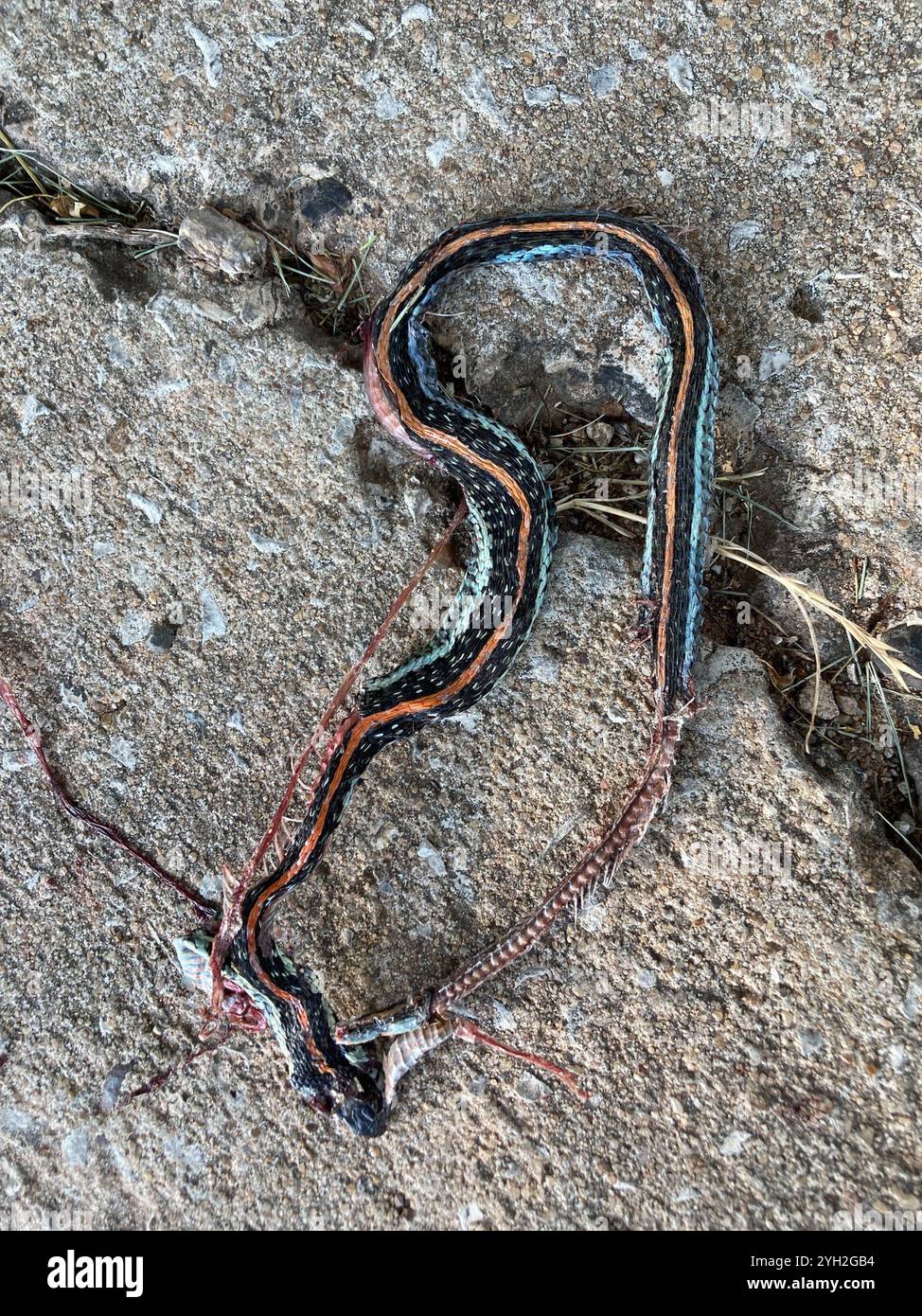 Common Garter Snake (Thamnophis sirtalis Stock Photo - Alamy