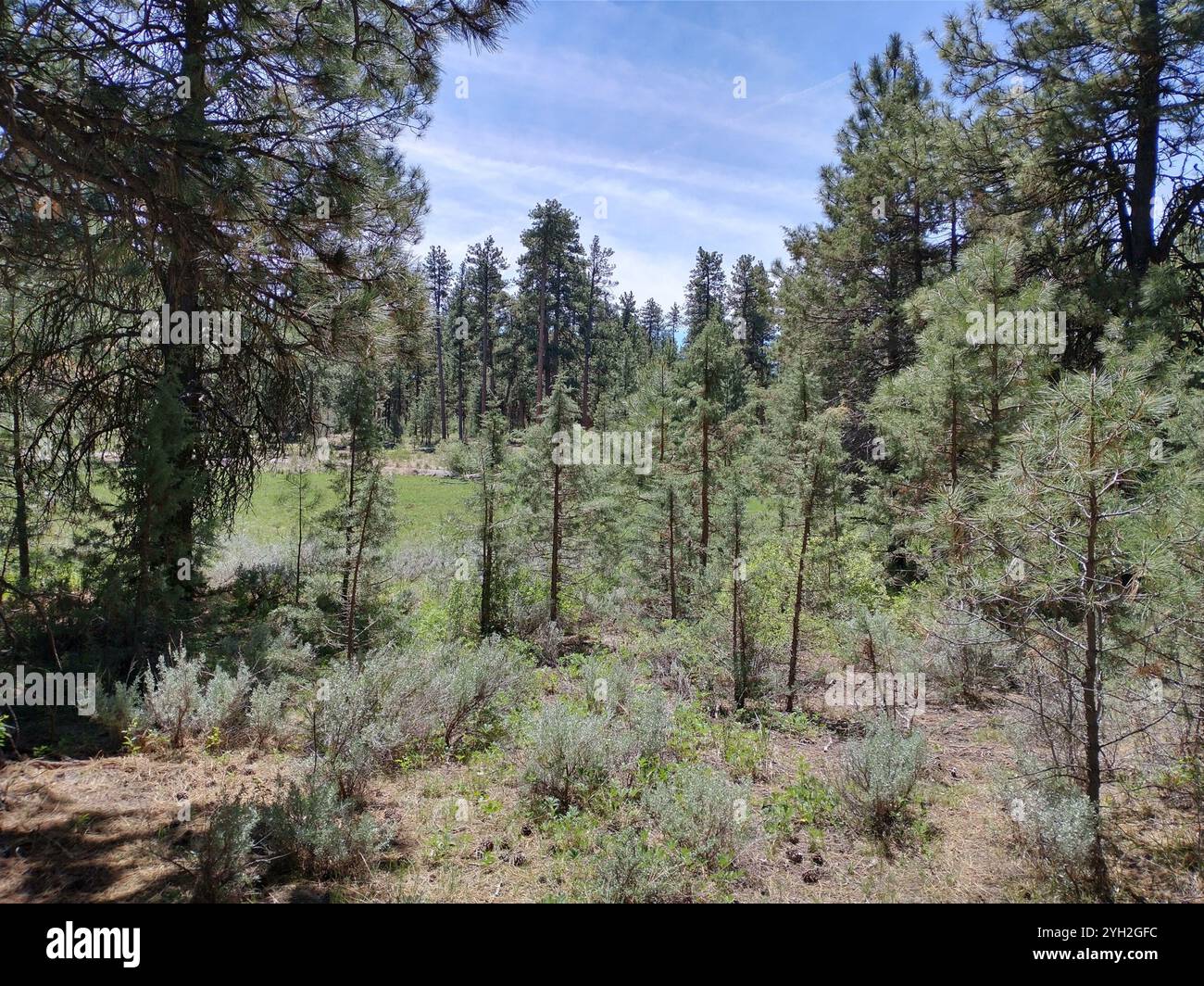 western juniper (Juniperus occidentalis Stock Photo - Alamy