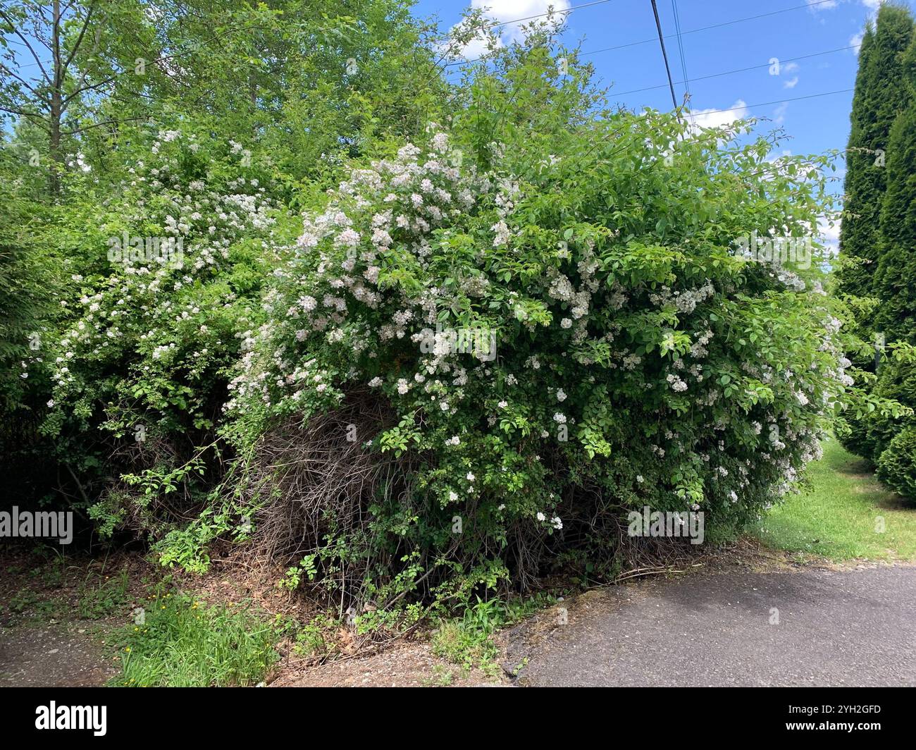 multiflora rose (Rosa multiflora Stock Photo - Alamy