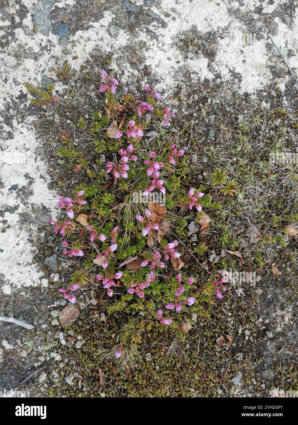 Blue Mountain-heath (Phyllodoce caerulea Stock Photo - Alamy