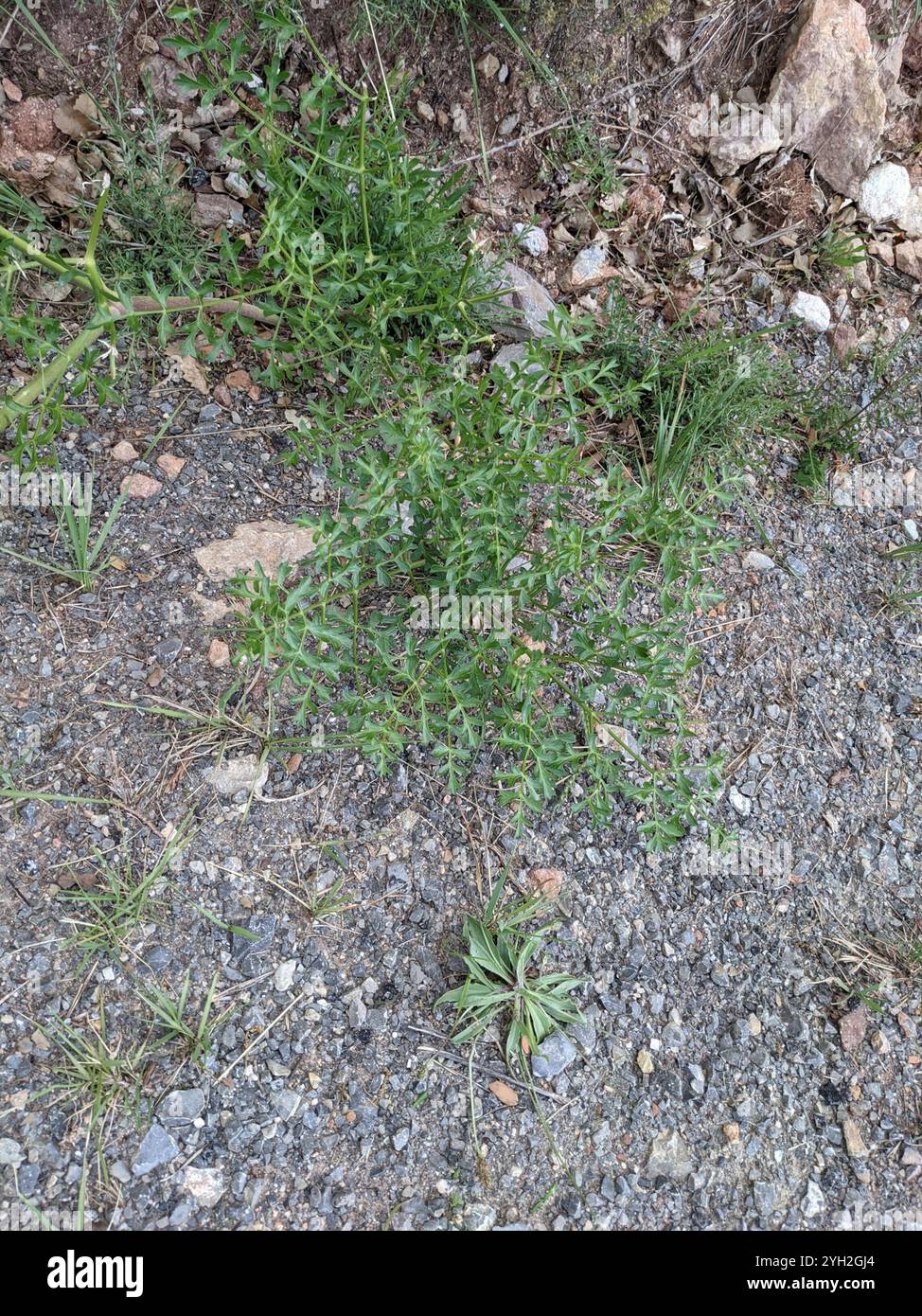 Laserpitium sermountain hi-res stock photography and images - Alamy