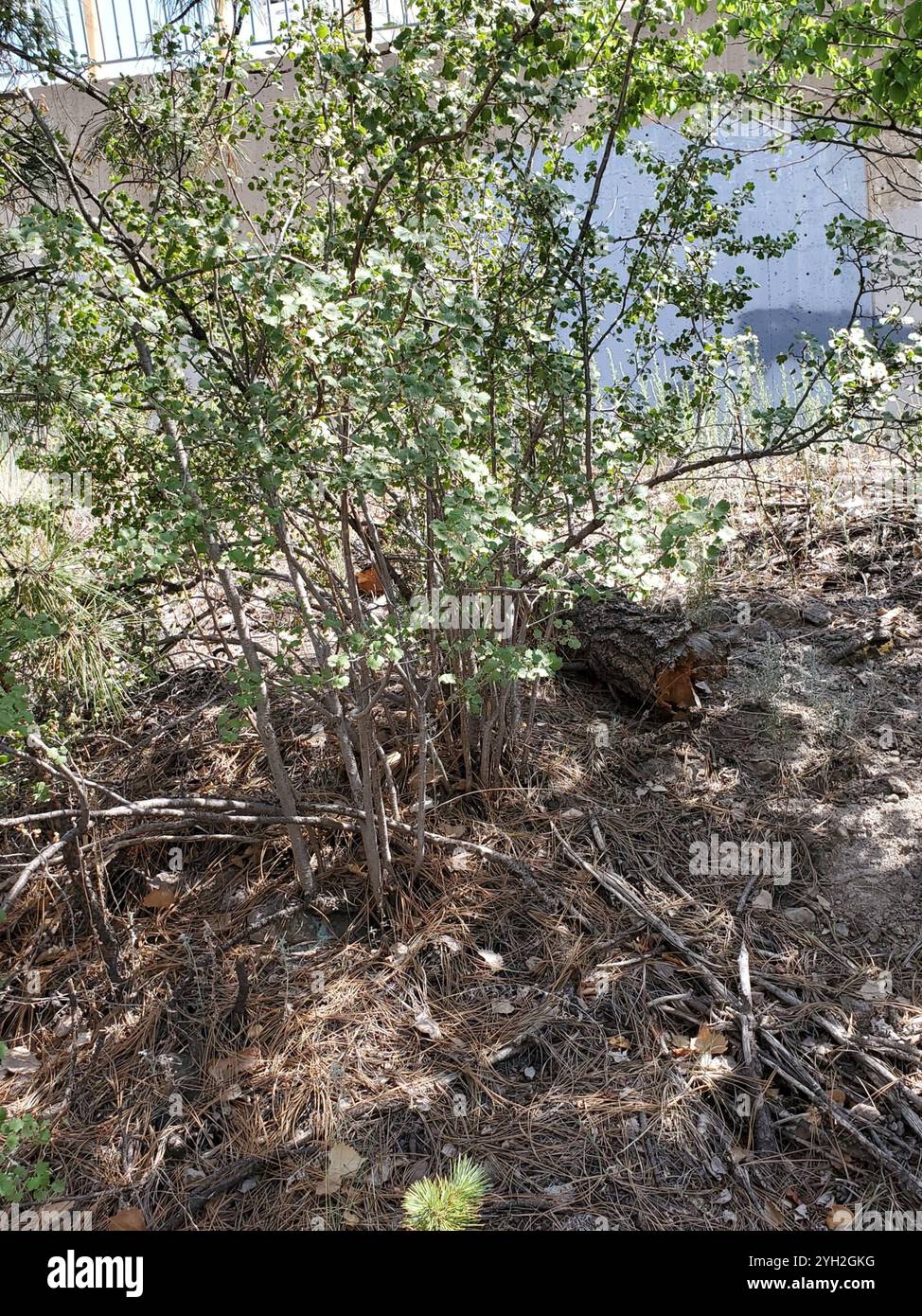 Cereum hi-res stock photography and images - Alamy