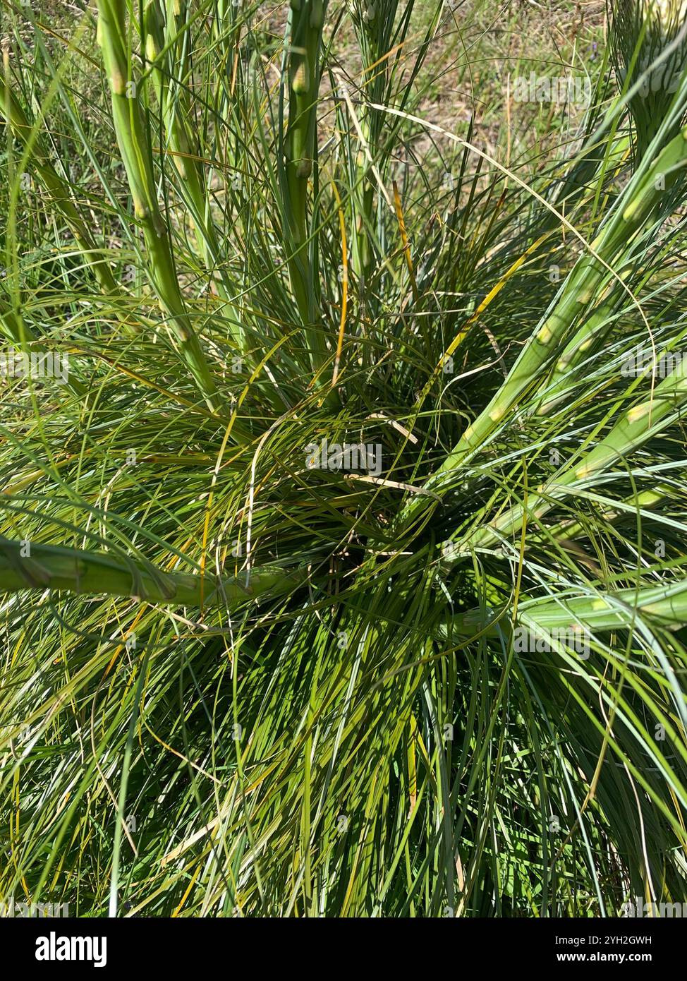 common beargrass (Xerophyllum tenax Stock Photo - Alamy