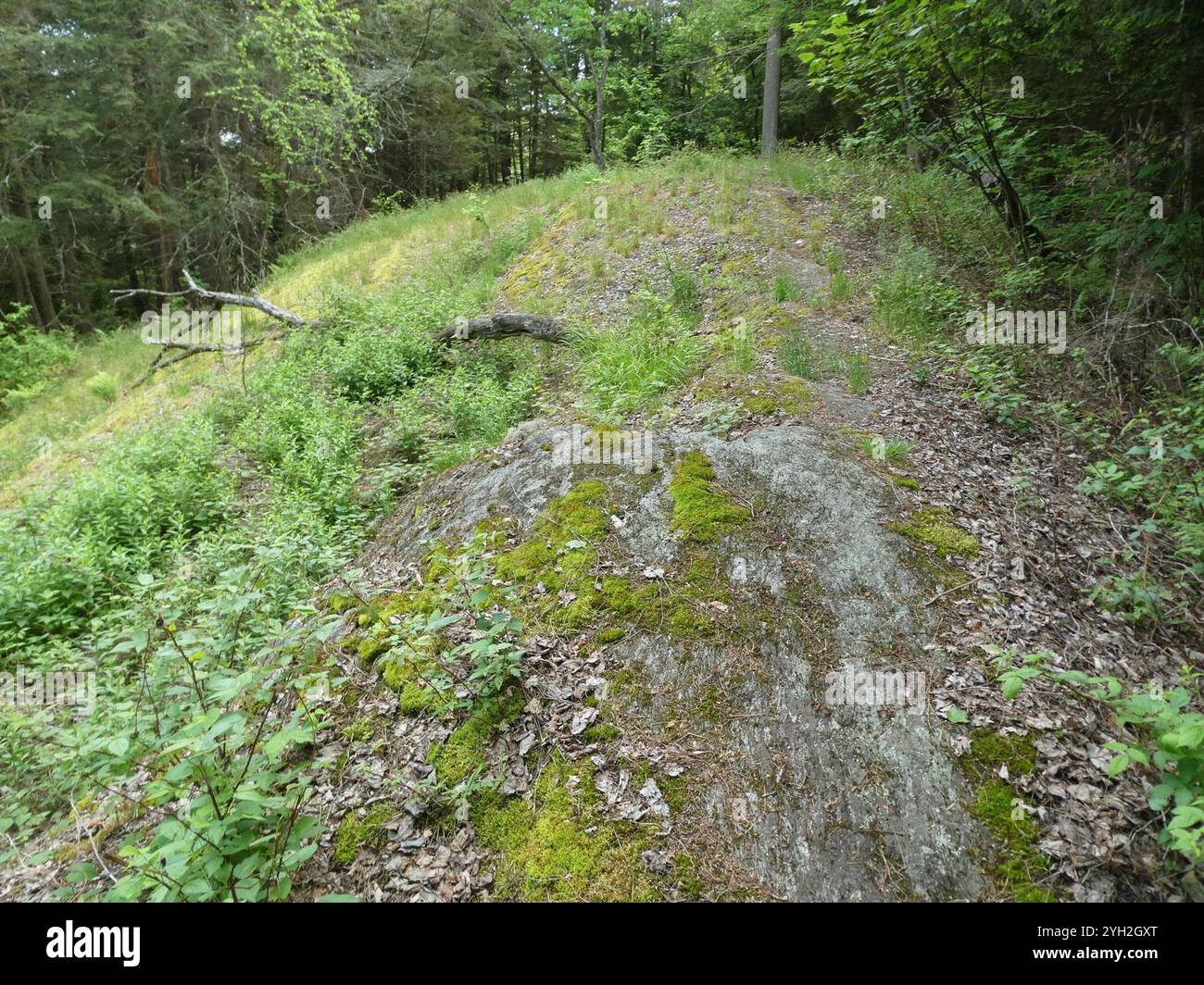Capnoides sempervirens hi-res stock photography and images - Alamy