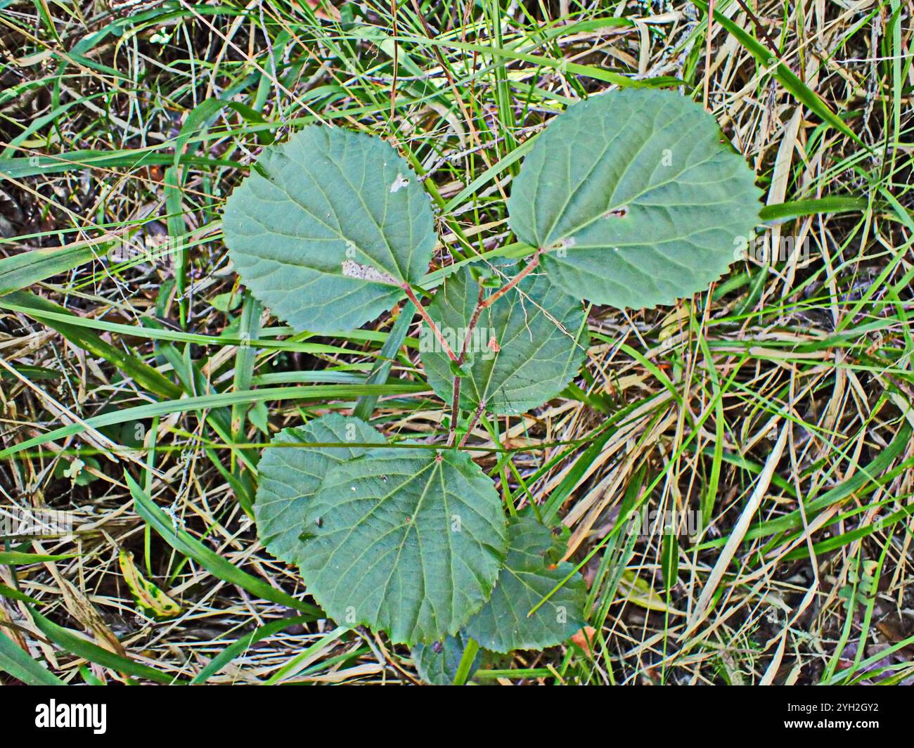 Round-Leaved Wild-Mulberry (Trimeria grandifolia grandifolia Stock ...