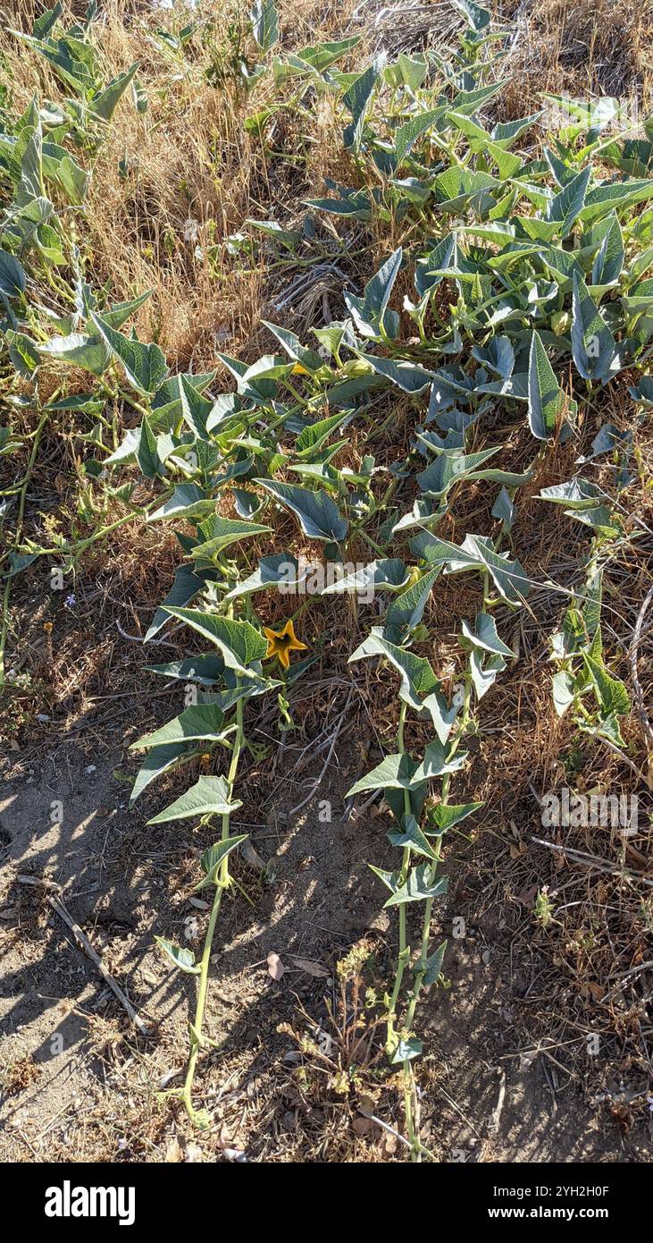 Buffalo gourd cucurbita foetidissima hi-res stock photography and ...