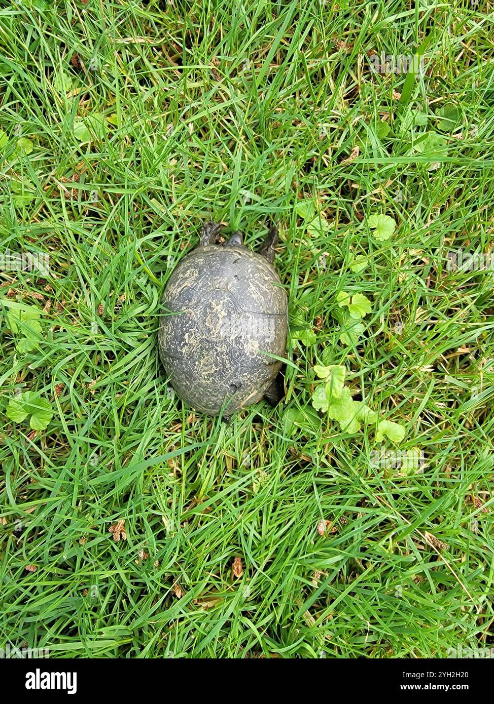 Eastern Mud Turtle (Kinosternon subrubrum Stock Photo - Alamy