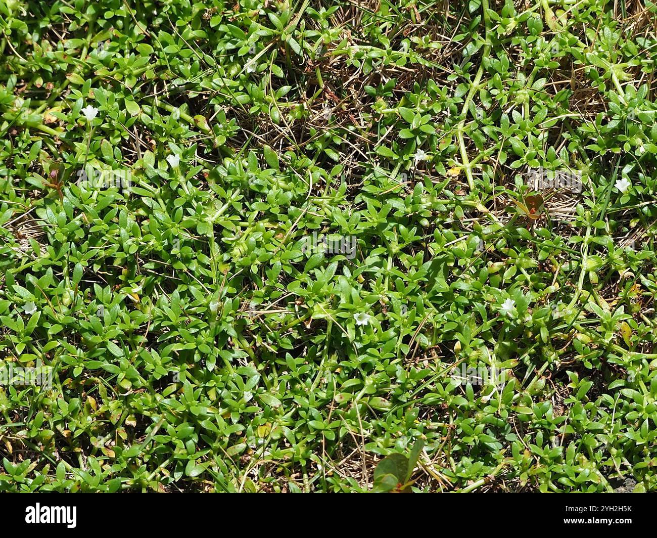 Creeping Dentella (Dentella repens Stock Photo - Alamy