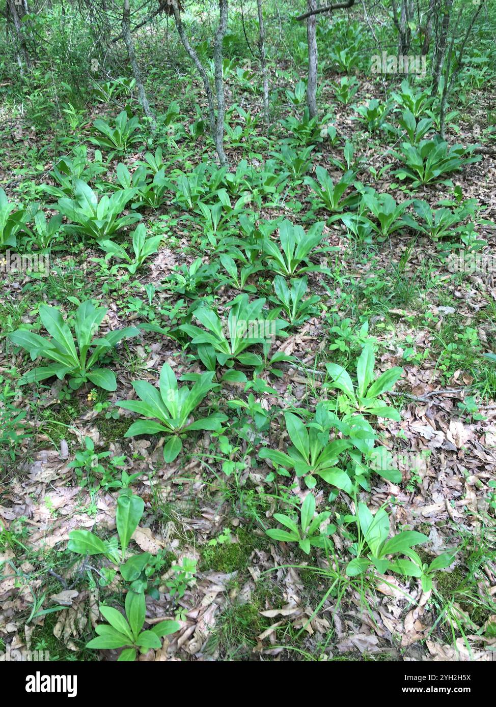American columbo (Frasera caroliniensis Stock Photo - Alamy
