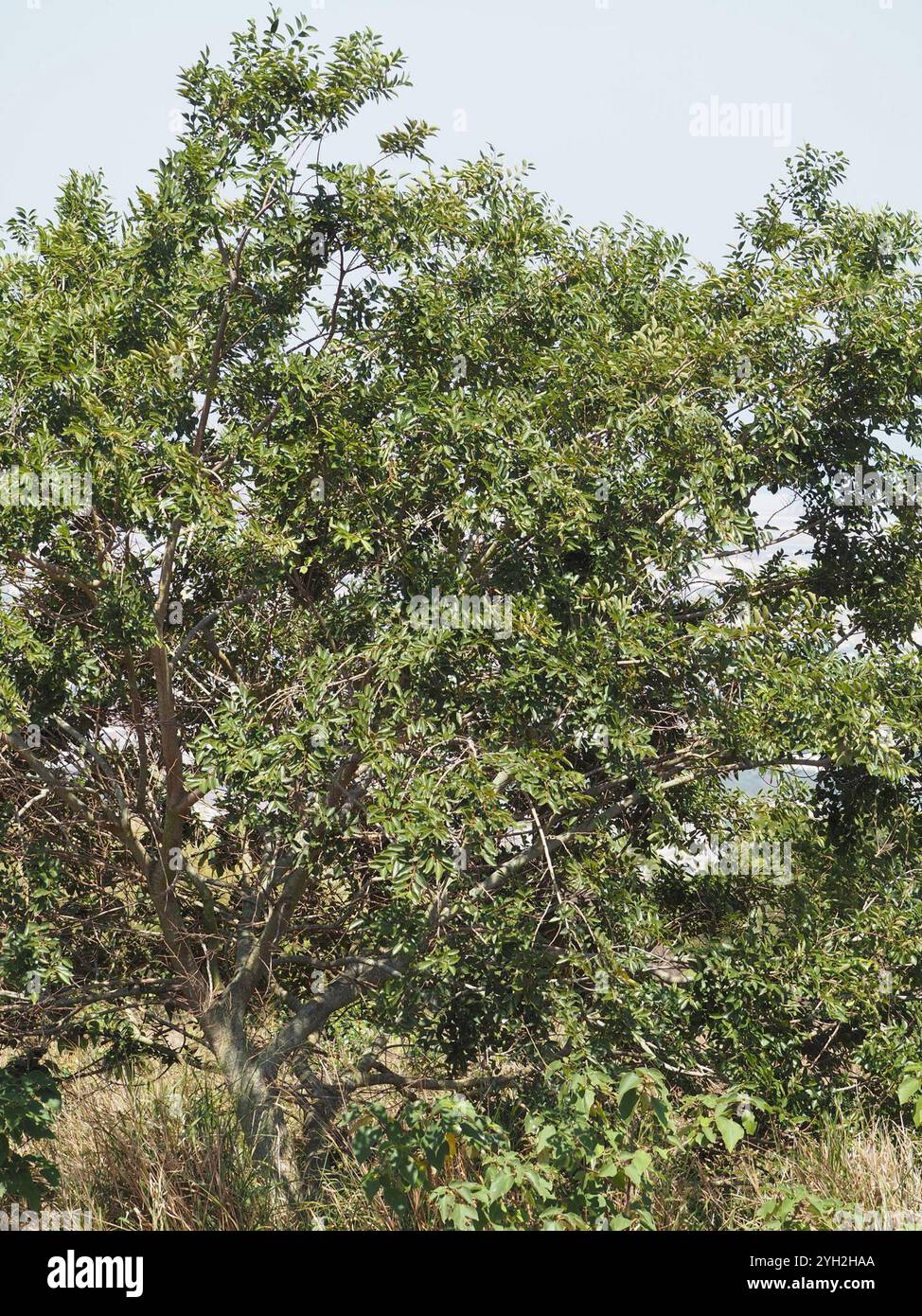 Chinese Hackberry (Celtis sinensis Stock Photo - Alamy
