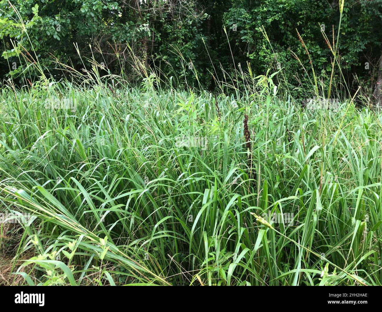 eastern gamagrass (Tripsacum dactyloides Stock Photo - Alamy