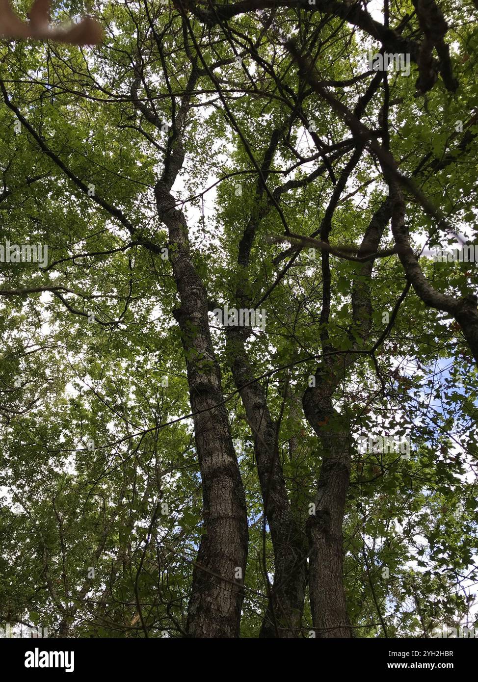 bigtooth maple (Acer grandidentatum Stock Photo - Alamy