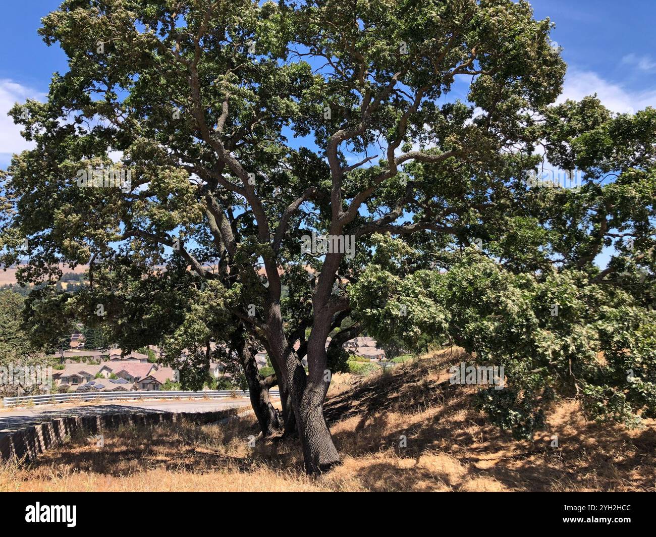 valley oak (Quercus lobata Stock Photo - Alamy