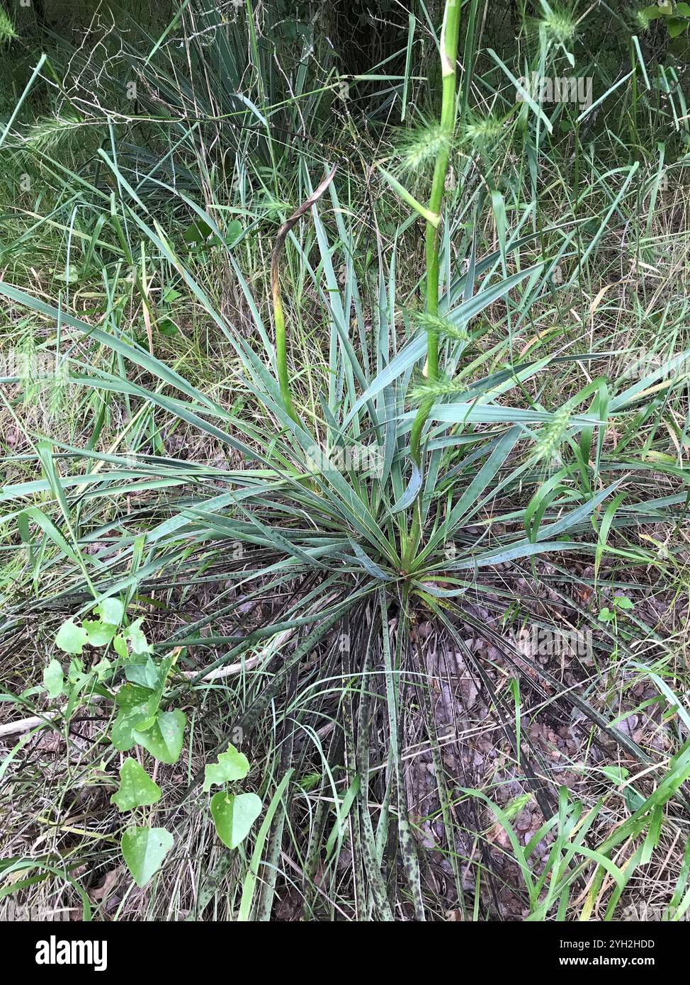 Arkansas Yucca (Yucca arkansana Stock Photo - Alamy