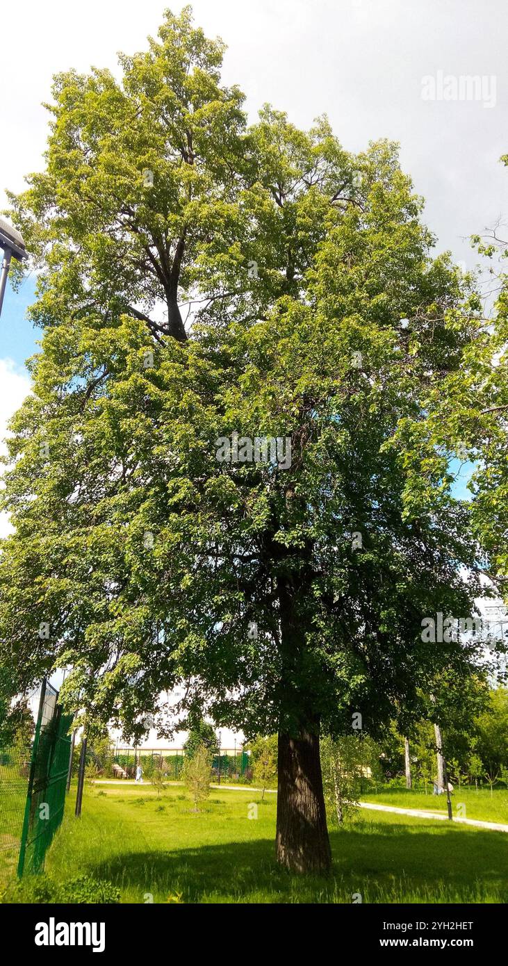 Small-leaved Lime (Tilia cordata Stock Photo - Alamy