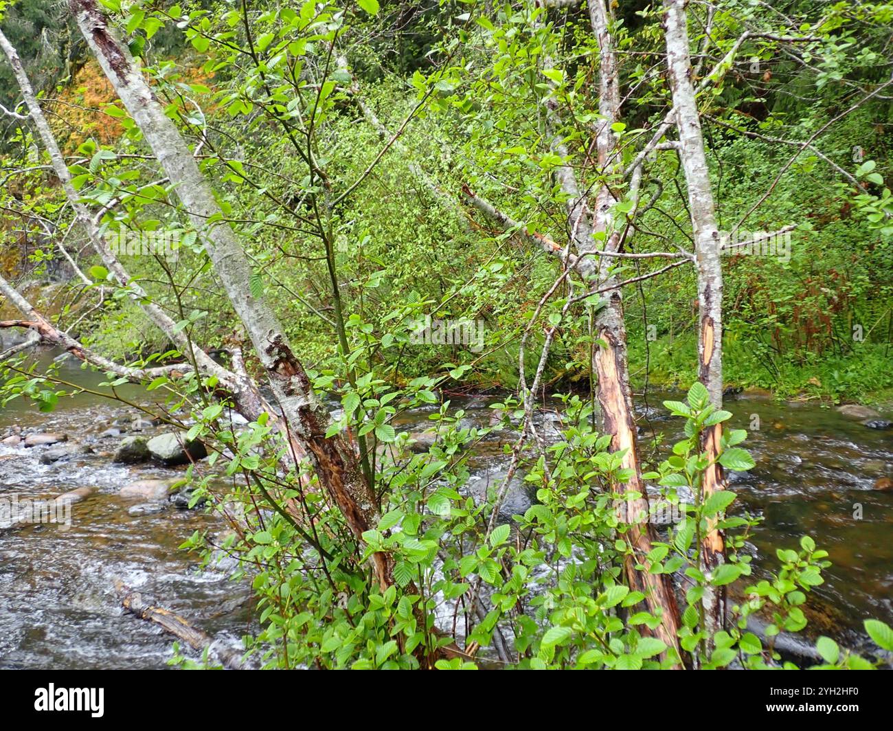 Red Alder (Alnus rubra Stock Photo - Alamy