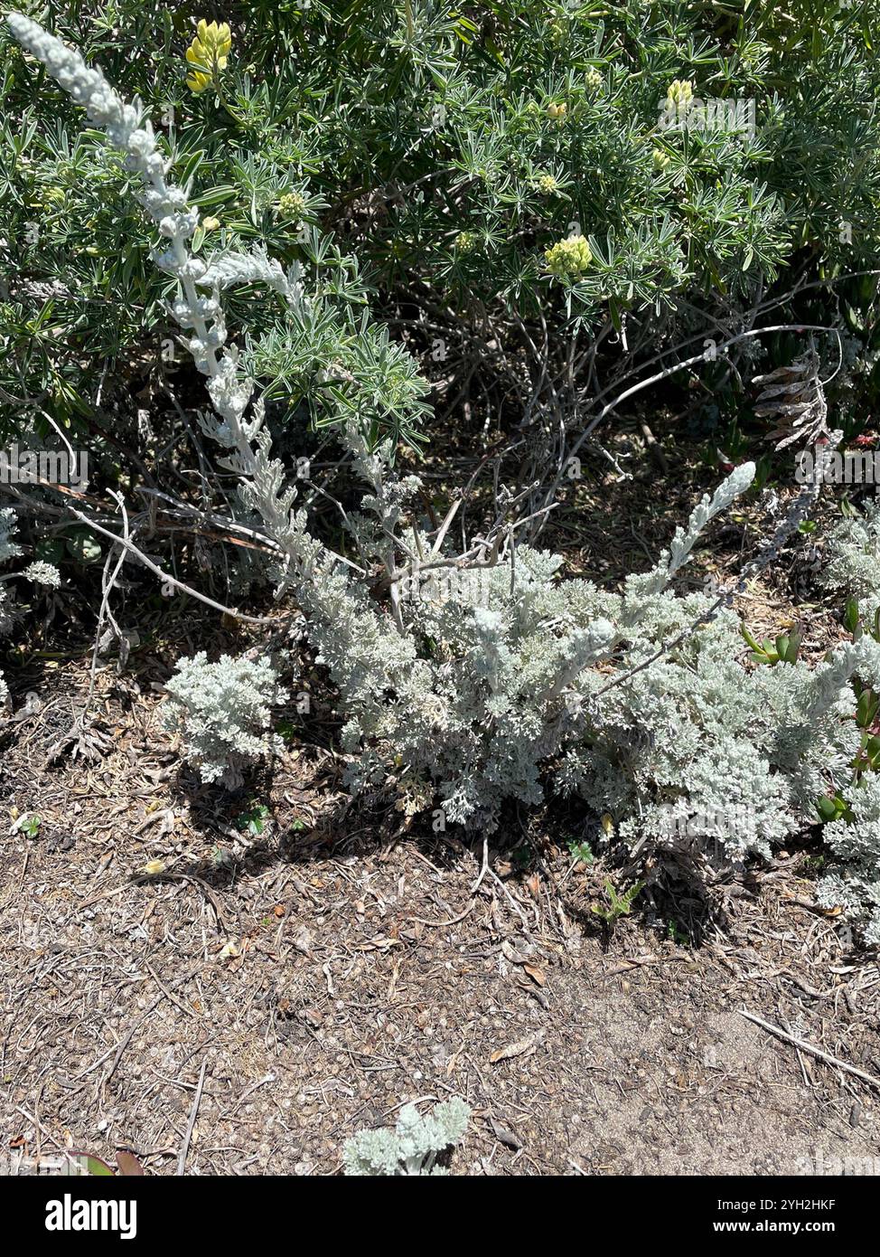 coastal sagewort (Artemisia pycnocephala Stock Photo - Alamy