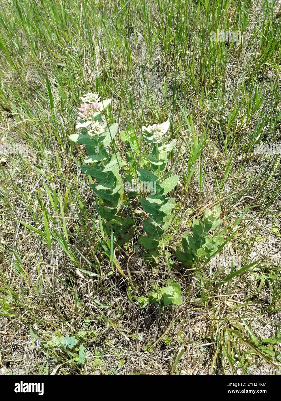 Rosy Camphorweed (Pluchea baccharis Stock Photo - Alamy