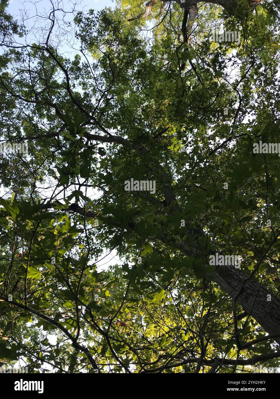 bigtooth maple (Acer grandidentatum Stock Photo - Alamy
