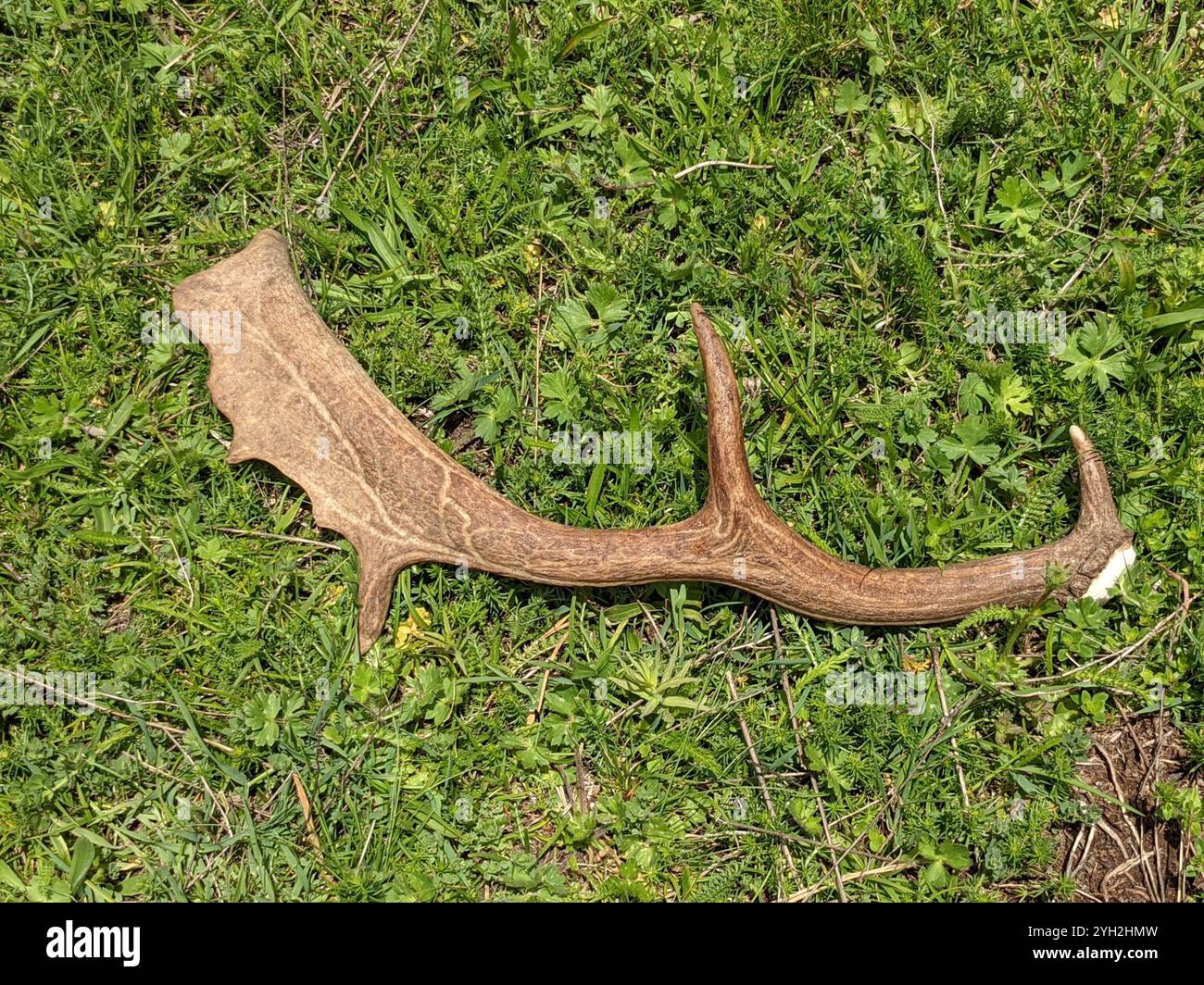 European Fallow Deer (Dama dama Stock Photo - Alamy