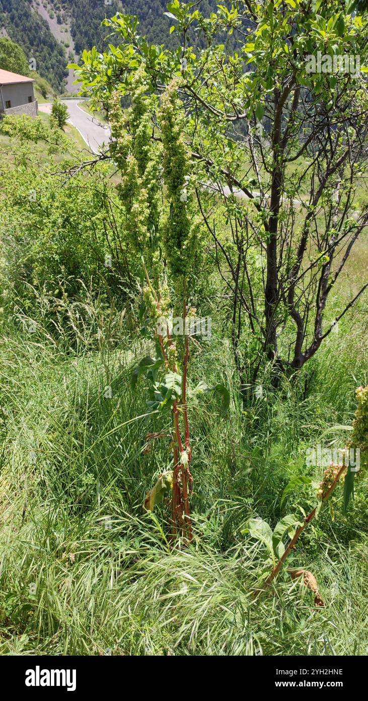 Patience Dock (Rumex patientia Stock Photo - Alamy