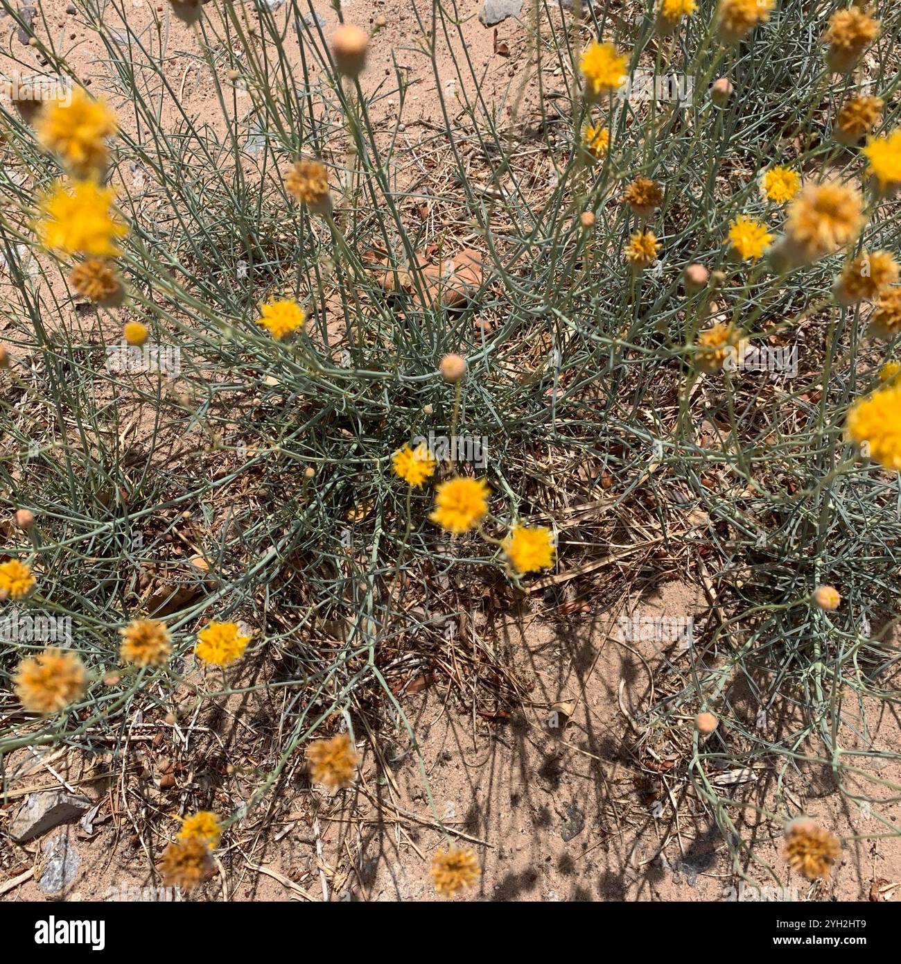 Rayless Greenthread (Thelesperma megapotamicum Stock Photo - Alamy