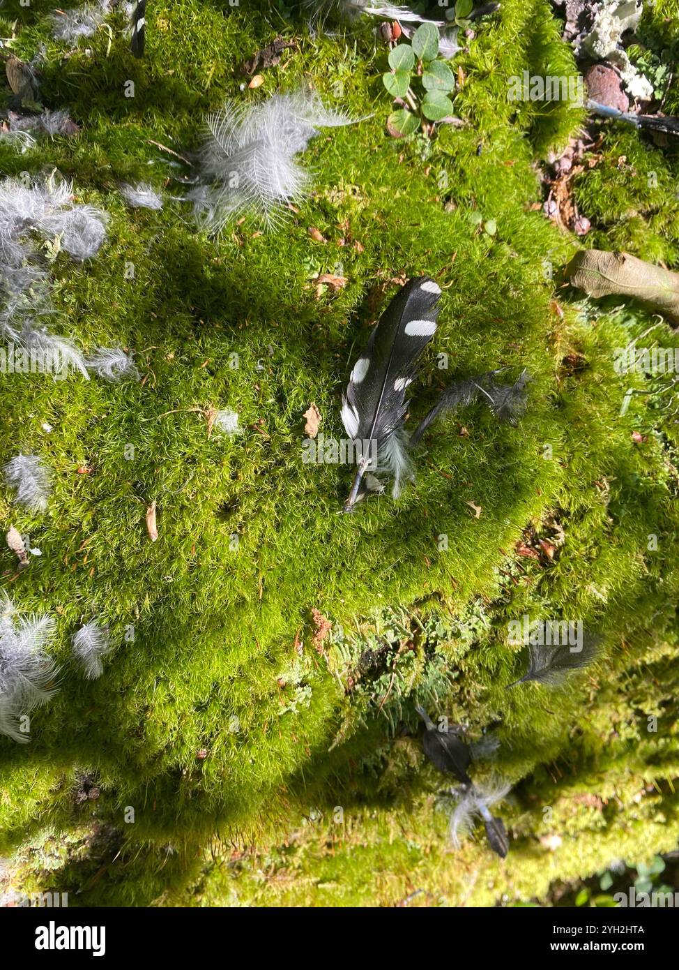 Dryobates Woodpeckers (Dryobates Stock Photo - Alamy